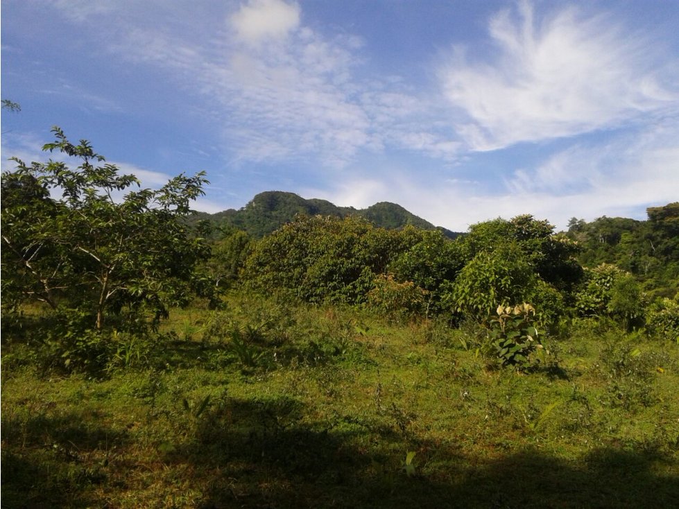 COCLÉ / PENONOME / FINCA 100 HÉCTAREAS EN VENTA - US$3,100,000 USD